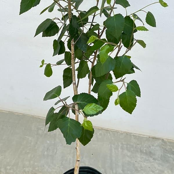 白い幹肌に緑の葉を涼しげに茂らせ、明るい高原のイメージづくりには欠かせないシラカバ。この品種は幹が真っ白になる日本在来種です。樹形も美しくシンボルツリーに最適です。※詳しい商品説明は下のほうに記載があります