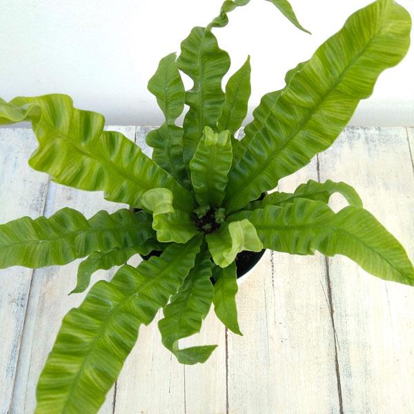 寒さに強い観葉植物 エメラルドウェーブは波打つつやのある葉を茂らせる、美しいシダ科の観葉植物。タニワタリの園芸品種で、葉は最大100cm程になります。通常のタニワタリよりやや肉厚で光沢があり、見事な細かい波打ちがあります。直射日光が苦手です...