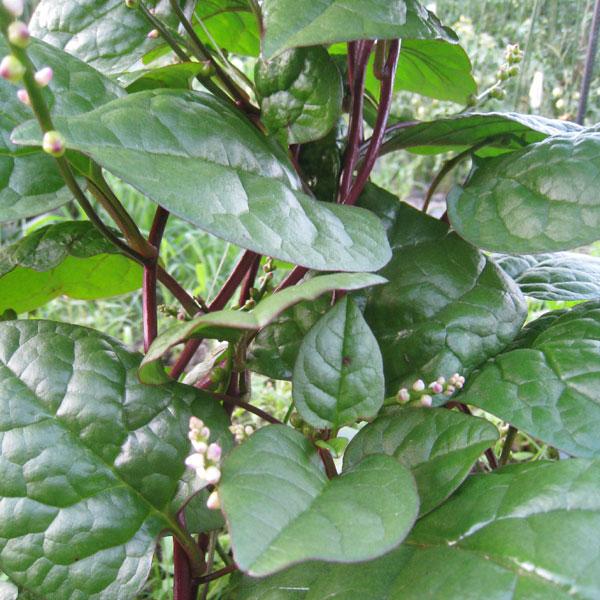 つるむらさきはつる性の中国野菜。独特のぬめりとにおいがありますが、カロテン・ビタミンC・カルシウムが豊富な健康野菜です。暑さに強く、生育旺盛で、主枝を摘芯して次々と発生する分枝の若芽を長さ15cmほどでつみとり、初夏から秋まで収穫します。夏...