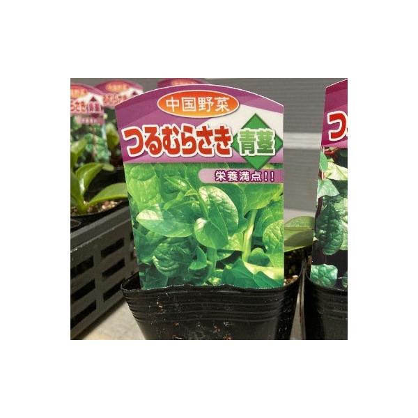 つるむらさきは独特のぬめりとにおいを持つ、カロテン・ビタミンC・カルシウムが豊富な健康野菜です。暑さに強く、生育旺盛なつる性植物で、主枝を摘芯して次々と発生する分枝の若芽を長さ15cmほどでつみとり、初夏から秋まで収穫します。夏の日よけ植物...