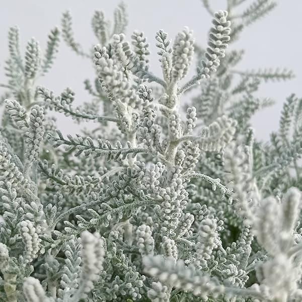 ★入荷から日数が経ったためセール価格となりました。商品の状態は画像と異なる場合があります。★ふわふわしたシルバーリーフがかわいいサントリナ（コットンラベンダー）。秋冬シーズンの寄せ植えにぴったりの多年草です。ハーブとしても利用され、全草がさ...