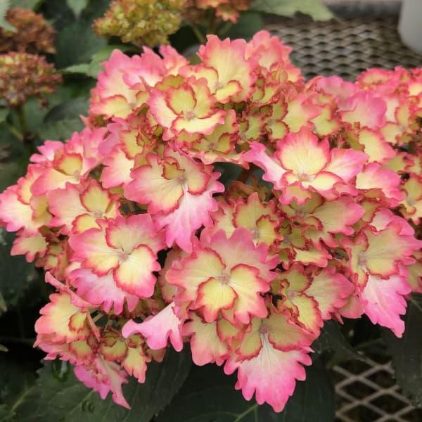 ★この商品は苗木です★美琴（みこと）は創作アジサイシリーズの品種で、個性的な花弁が印象的です。※詳しい商品説明は下のほうに記載があります