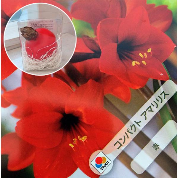 ★長期在庫のため特価です・芽が伸びている場合があります★室内で開花までの過程を楽しめるメイクアップ・アマリリス。ポップなカラーに色付けさせたアマリリスの球根を室内に置いておくだけで、水やり一切不要で花を咲かせます。球根の周りをロウワックスで...