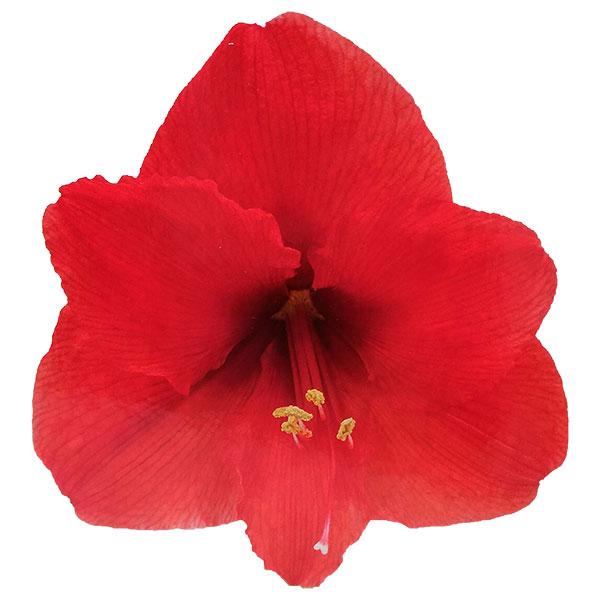 ★長期在庫のため特価です・芽が伸びている場合があります★春咲きの球根植物の王様と言われるアマリリス。球根1球をポットに植え込んだ状態でお届けします。室内で栽培でき、お手入れは水やりだけなので手軽です。開花調整してありますので、栽培開始から短...