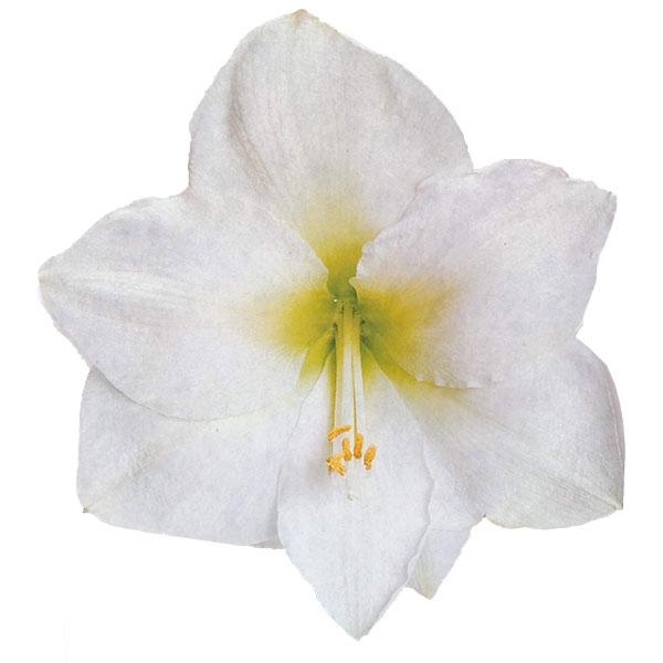 ★長期在庫のため特価です・芽が伸びている場合があります★春咲きの球根植物の王様と言われるアマリリス。球根1球をポットに植え込んだ状態でお届けします。室内で栽培でき、お手入れは水やりだけなので手軽です。開花調整してありますので、栽培開始から短...