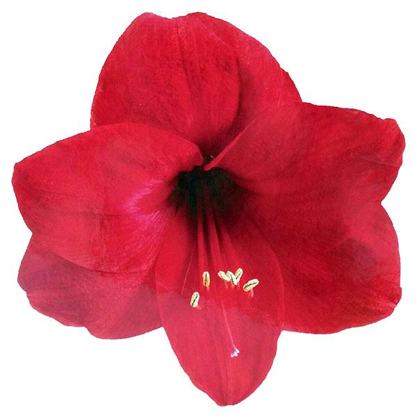 ★長期在庫のため特価です・芽が伸びている場合があります★春咲きの球根植物の王様と言われるアマリリス。球根1球をポットに植え込んだ状態でお届けします。室内で栽培でき、お手入れは水やりだけなので手軽です。開花調整してありますので、栽培開始から短...