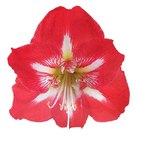 ★長期在庫のため特価です・芽が伸びている場合があります★春咲きの球根植物の王様と言われるアマリリス。球根1球をポットに植え込んだ状態でお届けします。室内で栽培でき、お手入れは水やりだけなので手軽です。開花調整してありますので、栽培開始から短...