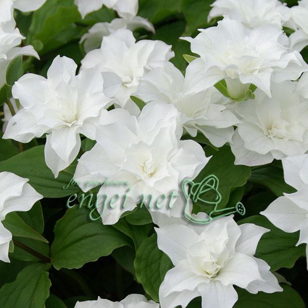 延齢草・日陰に ★入荷から日数が経ったためセール価格となりました。商品の状態は画像と異なる場合があります。★エンレイソウは本州北部や北海道の山林に生える多年草です。この品種は完全八重咲きのエンレイソウ。「八重咲きオオバナエンレイソウ」とも呼...