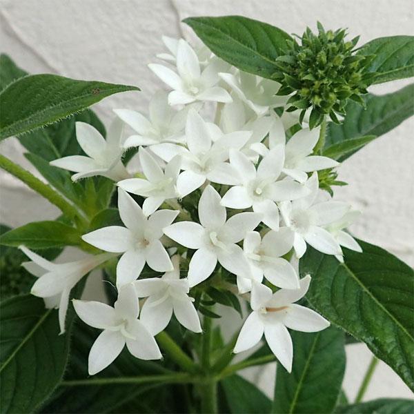 ペンタス　グラフィティシリーズは生育と開花の揃いがよい品種です。可愛らしい星型の小花を多数つけ、鉢植えだけでなくコンテナや夏花壇にも最適です。※詳しい商品説明は下のほうに記載があります