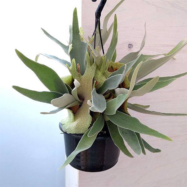 ・ビーチー 愛知県の生産者さんがこだわりを持って育てられた、素晴らしい仕立てのコウモリラン　ベイチーです。コウモリが羽を広げた様な葉の形が印象的な着生シダです。和名の「ビカクシダ」は、鹿角（びかく）と言う様に、葉の形状が鹿の角に似ていること...