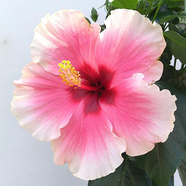 ロングライフはとても花持ちが良く多花性のコンパクトタイプのハイビスカスです。まとまりのよい株姿で、花芽が一度にたくさん上がり、次々に花が楽しめます。樹高わずか15cmくらいの苗木サイズから花が咲き始めます。最大の特徴は1輪の花の開花期間が長...