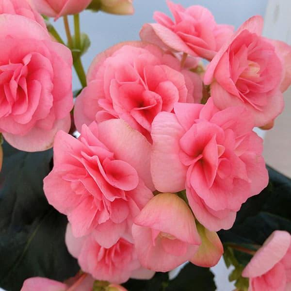 ★開花終了のため特価です。ギフトにはご利用いただけません。★★入荷から日数が経ったためセール価格となりました。商品の状態は画像と異なる場合があります。★セシルは宇佐美園芸オリジナルで、やわらかなピンク色が美しい八重咲きのベゴニアです。カップ...