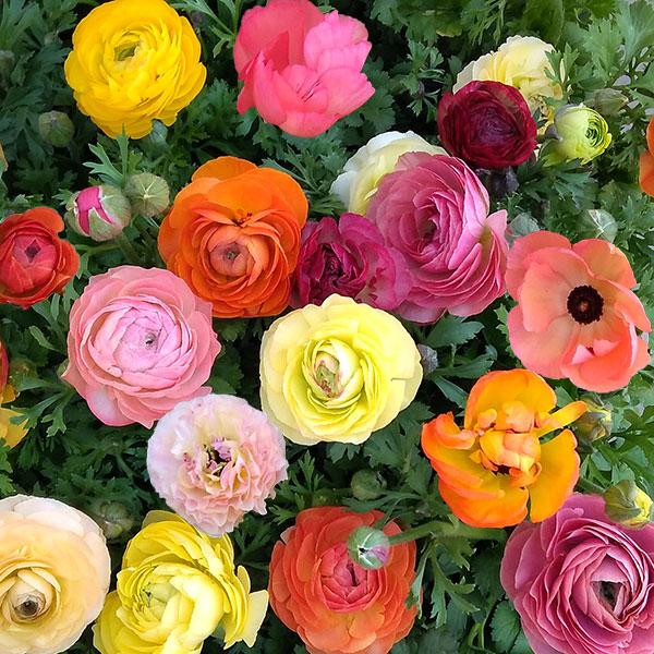 シックな色合いの八重の花。エトワールは高知県のうえたさんオリジナルのラナンキュラスです。鮮やかな花色が多いラナンキュラスの中で、やわらかな中間色やアンティークカラーをミックスしたニュアンスのある花色セレクションが新鮮です。1株からたくさんの...