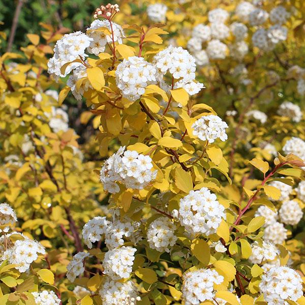 コデマリは4月下旬から5月頃に白い小さな花が20ほど集まった手毬のような花を咲かせる落葉低木です。ゴールドファウンテンは黄金葉に玉状の花序がかわいらしい品種。秋のオレンジ色の紅葉も美しいです。花は白花です。自然樹形で株立ち状になります。花を...