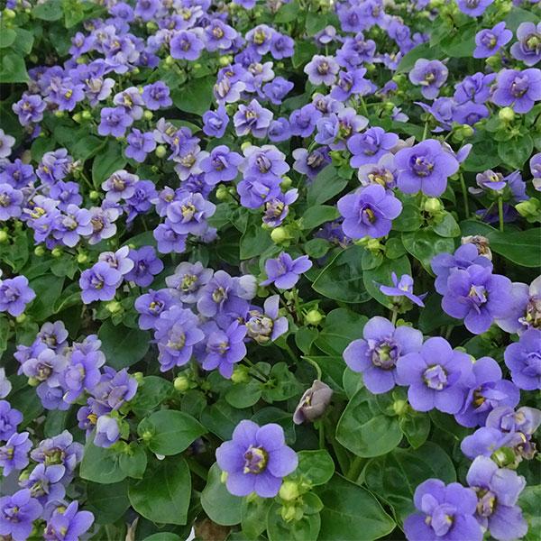 ★花終わりのため特価です。ギフトにはご利用いただけません★★入荷から日数が経ったためセール価格となりました。商品の状態は画像と異なる場合があります。★小さな花をたくさん咲かせるかわいらしいエキザカム。芳香のある直径1cm程度のかわいらしいお...