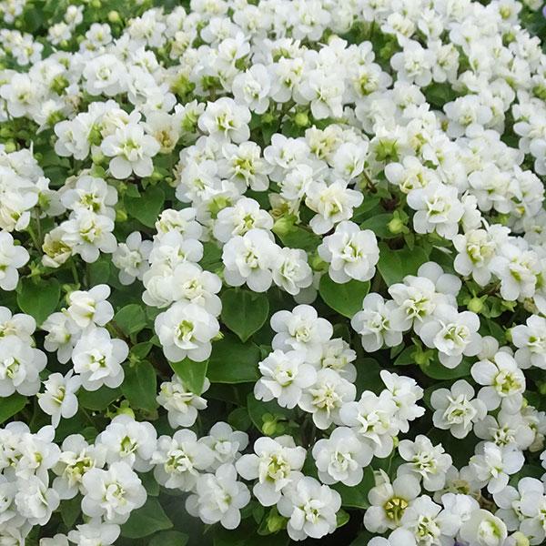 小さな花をたくさん咲かせるかわいらしいエキザカム。芳香のある直径1cm程度のかわいらしいお花を咲かせます。次々に開花します。半日陰を好むため、鉢植えのまま、玄関先や室内の明るい窓辺でお楽しみください。※詳しい商品説明は下のほうに記載があります