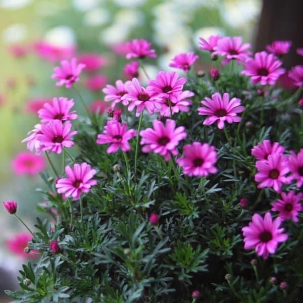 ローズクオーツは、濃いピンクの中輪一重咲きですが、花弁が重なり合うように咲きます。無花粉です。※詳しい商品説明は下のほうに記載があります