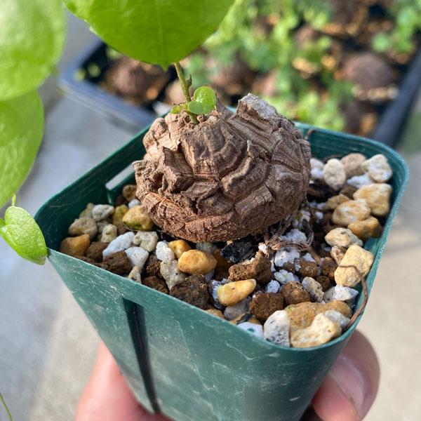 小さめだけどすでにしっかり割れている亀甲竜です。塊根性多肉植物ディオスコレアは、塊根が亀の甲羅模様に似ていることから亀甲竜（和名）と呼ばれており、成長するにつれはっきりとした亀甲模様になります。秋〜春にかけてつるを伸ばし、ハート型の葉を付け...