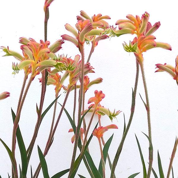 カンガルーポー（アニゴザントス）はオーストラリア南西部に自生する多年草。細い葉を茂らせ、花茎をたくさん立ち上げて花の表面に細かな毛がびっしり生えた筒状の花を咲かせます。独特の花姿が面白く、鉢植えで楽しめます。花は水揚げが良いので切花としても...