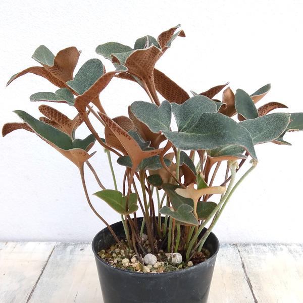 ヒロバオモダカは、小ぶりにまとまる人気品種。葉の形が水生植物のオモダカに似ていることがこの名の由来のようです。写真は成長時のイメージですが、お届け時は苗の状態です。※詳しい商品説明は下のほうに記載があります