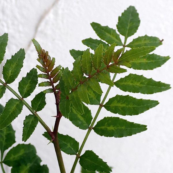 独特の風味の葉サンショウ。お吸い物や旬野菜の添付やあえもの、魚料理の煮つけなどに利用します。※詳しい商品説明は下のほうに記載があります
