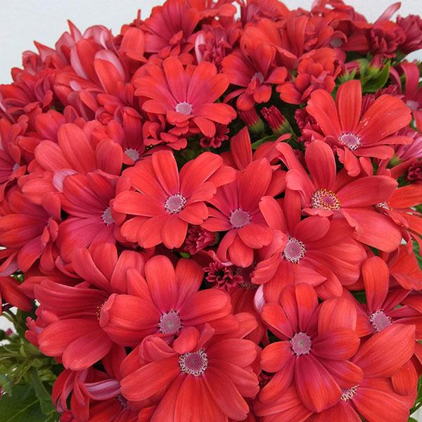 ★花が咲き進んでいるため特価です。ギフトにはご利用いただけません。花を切り戻してのお届けとなる場合があります★冬から春にかけて色鮮やかな花を咲かせるサイネリアは、開花期の長いキク科の植物です。多彩な色合いをお楽しみ下さい。アンティークオレン...