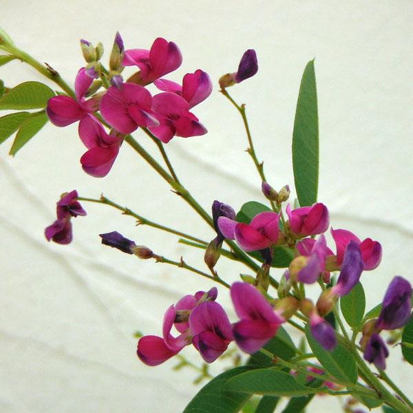 秋の七草の筆頭におかれている萩は、万葉時代の人々に愛好され、日本人の秋の情感を代表する植物です。日当たりの良い肥沃地を最も好みますが、樹勢が強く適応力もあり、やせた乾燥地でも耐え育ちます。屋久島萩は葉も花も小さく、とても可憐な品種です。樹高...