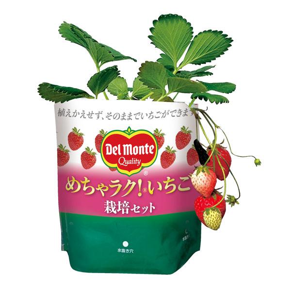 【発売日：2026年09月24日】省スペースで栽培できる1.5リットルサイズ！ 水やりだけ！の超・簡単栽培「めちゃラク！シリーズ」のいちご栽培セットです。イチゴの苗を袋入りの培養土に植えた状態でお届けします。四季成り性で、鮮やかな紅色で形が...