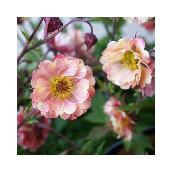 ゲウムは大根のような葉をしていることから「ダイコンソウ」とも呼ばれます。プリティコートピーチはオレンジピーチ色の花が咲き乱れる半八重咲き種です。花色がグラデーション状になり美しい品種です。株がコンパクトにまとまり特別な管理は必要ありません。...