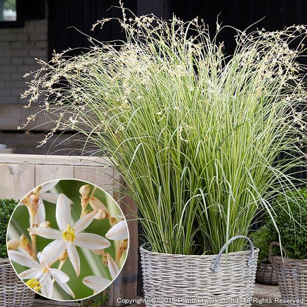 NHK趣味の園芸26年1月号掲載 クロロフィツム・スターライトはオリヅルランの仲間で、美しいクリーム色の斑入り葉をもつ常緑多年草です。夏から秋にかけて、可愛い白い星のような不稔花をどんどん咲かせる多花性品種。耐暑耐寒性、耐乾燥性に優れローメ...