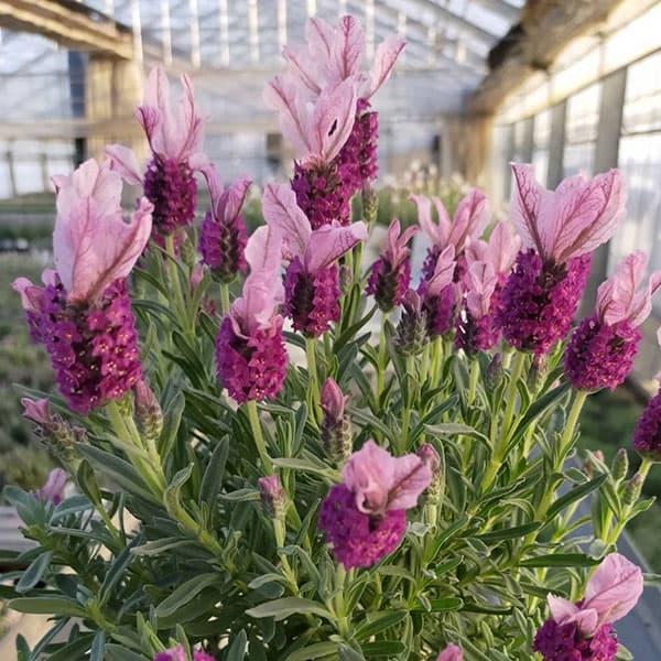 ★入荷から日数が経ったためセール価格となりました。商品の状態は画像と異なる場合があります。★クラウンガーネットは、巨大な花穂が魅力の小林花卉さんのオリジナル品種です。性質は、生育旺盛で耐暑性、耐寒性ともに強いです。シルバーリーフとの組み合わ...