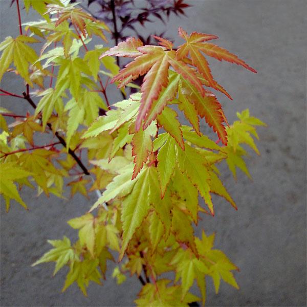 秋の紅葉、春の新緑の美しさも格別なもみじの木。茜はイロハモミジ系。やさしい緋赤色に芽吹いて、後に少しずつ黄色の葉となり、後に黄緑葉へとかわる優美な品種です。秋は黄色から、散り際に赤に変化したいへん美しい品種です。※詳しい商品説明は下のほうに...
