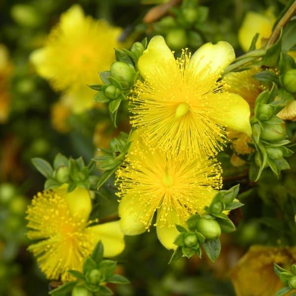 オトギリソウ科の小低木。初夏に咲く鮮やかな黄色の花が明るい印象で、花付きが良く長く花が楽しめます。細長い葉でこんもりとした樹形となります。※詳しい商品説明は下のほうに記載があります