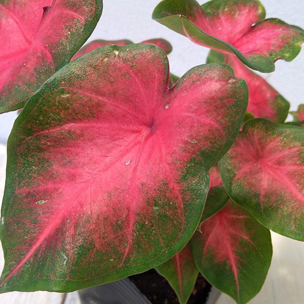 2022年登場 美しい葉色を楽しむ夏の観葉植物、カラジウム。この品種は一般的なカラジウムと同じく鉢植えで観葉植物として室内で楽しめますが、気温が高くなってきたら戸外に出し、徐々に強い日差しにならせば、夏の花壇で寄せ植えなどに使えます。葉焼け...