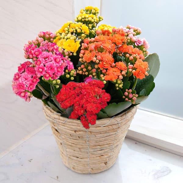 カランディバは極小輪の八重咲きで、とてもたくさんの花が咲くカランコエ。小さな花がたくさん集まって咲くので、満開になるとみごとです。気温が高い間は次々に花を咲かせます。ピンク・レッド・イエローなどのカラフルな4〜5色をミックスで植えこんだ鉢植...