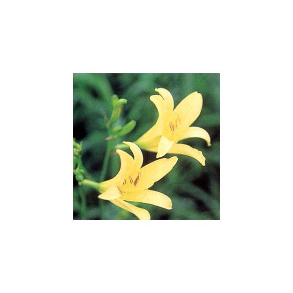 三河ユウスゲは、小型で花付きの良い品種です。※詳しい商品説明は下のほうに記載があります