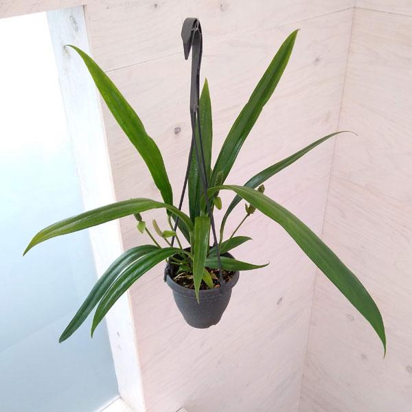 アンスリウムの原種で、細くて長い葉が特徴です。また花事態はあまり目立ちませんがその後にできる鮮やかな赤い実が緑色の葉によく映えます。ハンギングや高さのある鉢などによく合います。写真は一例です。花茎はついていない場合もございますので予めご了承...