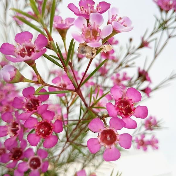 ★入荷から日数が経ったためセール価格となりました。商品の状態は画像と異なる場合があります。★切り花として人気のワックスフラワーは、細長い葉にロウのような質感をもつ小花を咲かせます。花の質感からこの名前があります。丸い実のような蕾の鑑賞期間が...