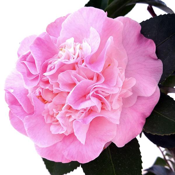 ★入荷から日数が経ったためセール価格となりました。商品の状態は画像と異なる場合があります。★香りを楽しむ椿、キッスミー！八重咲のきれいなピンクの花にさわやかな香りがあります。※詳しい商品説明は下のほうに記載があります