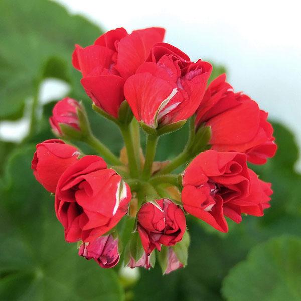 愛知県の木村園芸さんのおすすめセレクションゼラニウムです。バラのような豪華な八重咲きのゼラニウム、ローズバッドシリーズ。鮮やかなレッドです。緑の葉とのコントラスが美しいゼラニウムです。※詳しい商品説明は下のほうに記載があります
