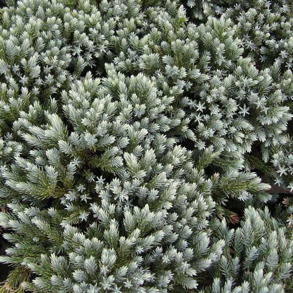 花壇・鉢植え・ボーダーに ブルースターはわい性のコニファーで、樹高は30〜50cm、自然に半球形の樹形となり、幅は1m程度となります。小枝がたくさん出て美しい灰青色の針葉を密生させ、冬は葉先が紫茶色を帯びます。成長が遅く、植栽スペースが狭い...