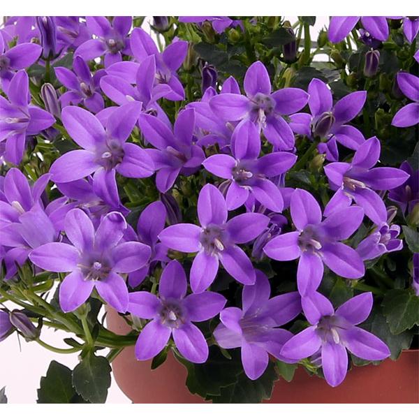 たくさんの青紫色の花を咲かせる耐暑性カンパニュラ ★入荷から日数が経ったためセール価格となりました。商品の状態は画像と異なる場合があります。★アイリスはオランダ・Beekenkamp社育種のこれまでにないカンパニュラ。夏場の湿度や耐暑性に優...
