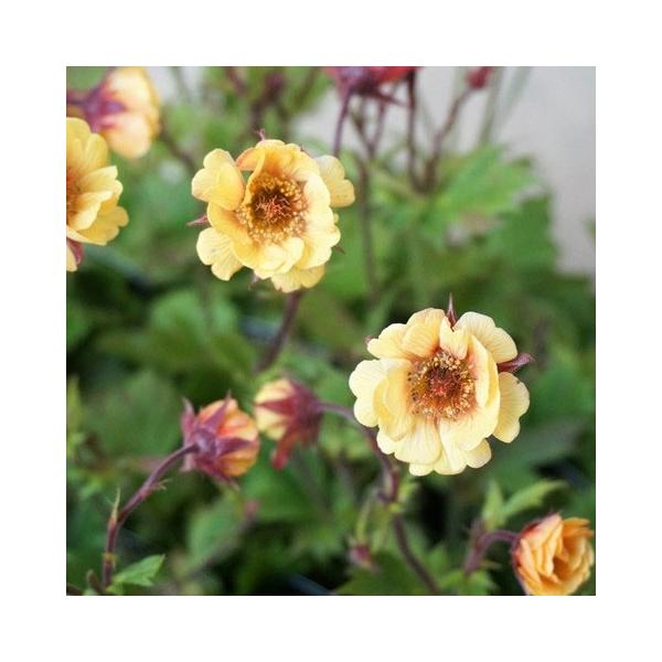 ゲウムは大根のような葉をしていることから「ダイコンソウ」とも呼ばれます。テンポイエローはオレンジかがったアンティークイエローの半八重咲き。花色がグラデーション状になり美しい品種です。花付きもよく、切り花にも最適です。比較的乾燥にも強いのも特...