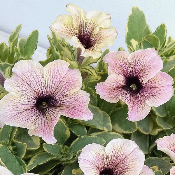 ★入荷から日数が経ったためセール価格となりました。商品の状態は画像と異なる場合があります。★桂楓園さんオリジナル品種・ロイヤルミルクティの斑入り葉品種が新登場！アンティーク系の花色と斑入り葉との組み合わせがとってもすてきです！花色は咲き進む...