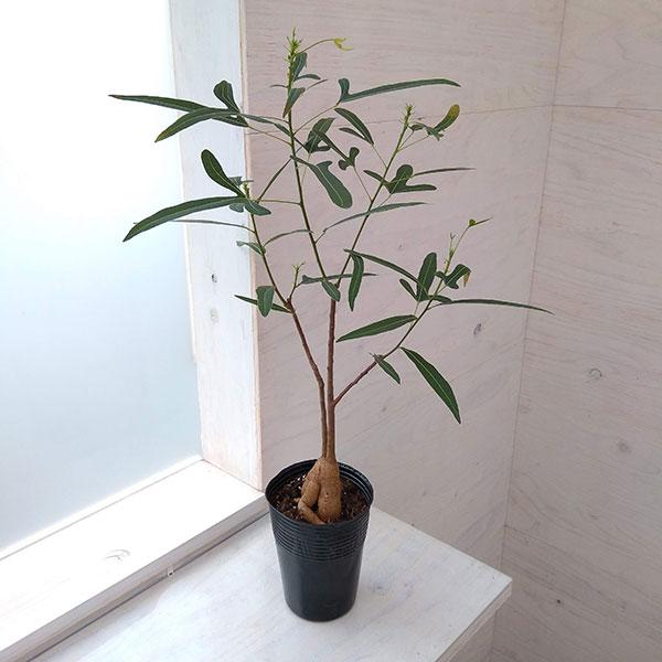 ぷっくりと基部を肥大させ、原産地では高さ20mにもなる高木のブラキチトン。その基部が特徴的なことからボトルツリーと呼ばれており、幹に水を蓄えることができる不思議な植物です。ひとつひとつが個性的な樹形で、葉は濃緑色で細葉です。耐寒性・耐陰性が...