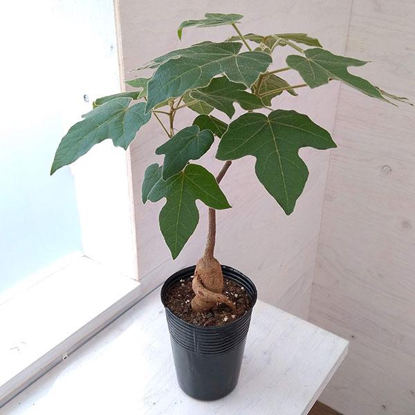 流通量の少ないボトルツリー：ビドウィリーです！かわいらしいやわらかい葉が特徴です。実生からそだてられ、ぷっくりと仕上がっています。ぷっくりと基部を肥大させ、原産地では高さ20mにもなる高木のブラキチトン。その基部が特徴的なことからボトルツリ...