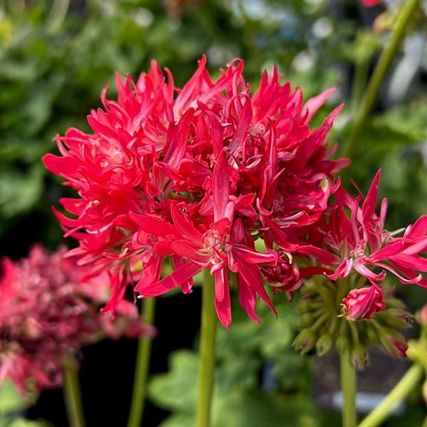 一般的なゼラニウムとは一味違う、プレミアムゼラニウムシリーズ。グラフィティダブルレッドはは細弁の八重咲種です。※詳しい商品説明は下のほうに記載があります