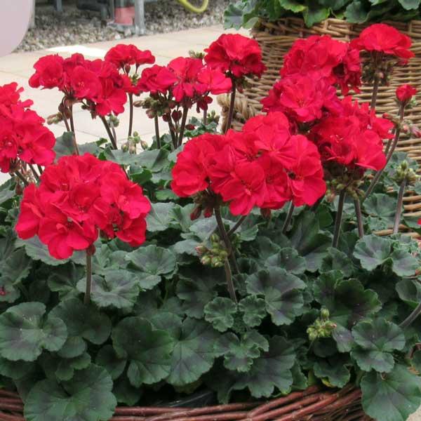 ムーンライトトゥンバオは、ダークリーフと赤花のコントラストがとてもよく映えるゼラニウムです。鮮やかな赤花に黒っぽい花首、ダークリーフのコントラストが鮮やかです。暑さにもとても強いです。★花色は少しピンクがかることがあります★※詳しい商品説明...