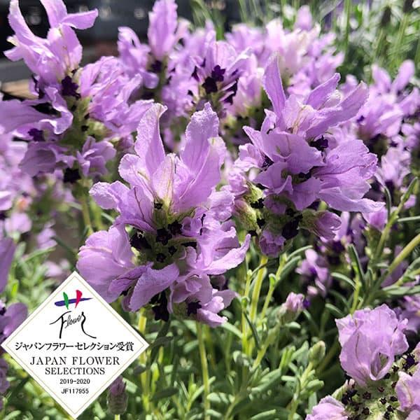 飾り花が横からも出てくる！大変ユニークな新しいタイプのフレンチラベンダーです。飾り花は紫色から1か月くらい経過するとピンク色に変化していき、長く楽しめます。※詳しい商品説明は下のほうに記載があります