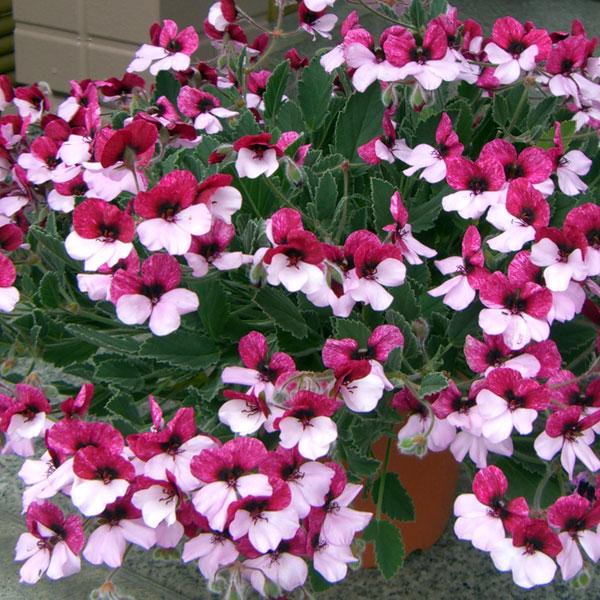 シルバーがかるきれいなリーフにコントラストの美しい花を咲かせる春咲種 パンジーゼラニウムは、ゼラニウムと同じペラルゴニウムの仲間ですが、パンジーのような形の花を咲かせることからそう呼ばれています。一般的なゼラニウムより夏の高温多湿に弱いので...